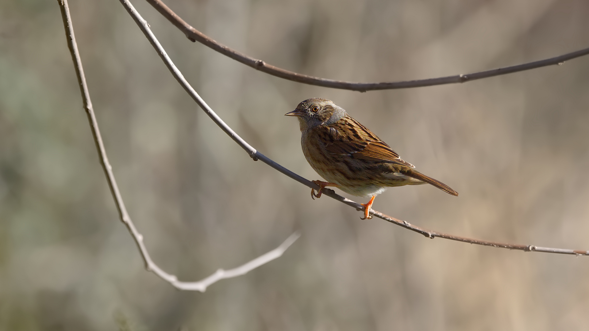 Prudence photo et image | animaux, animaux sauvages, oiseaux Images ...