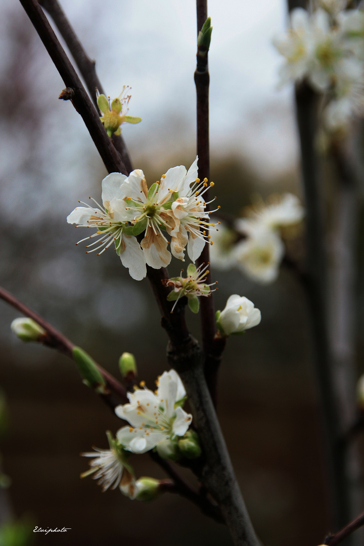 Prunier photo et image | arbres, parcs et jardins, fleurs Images ...