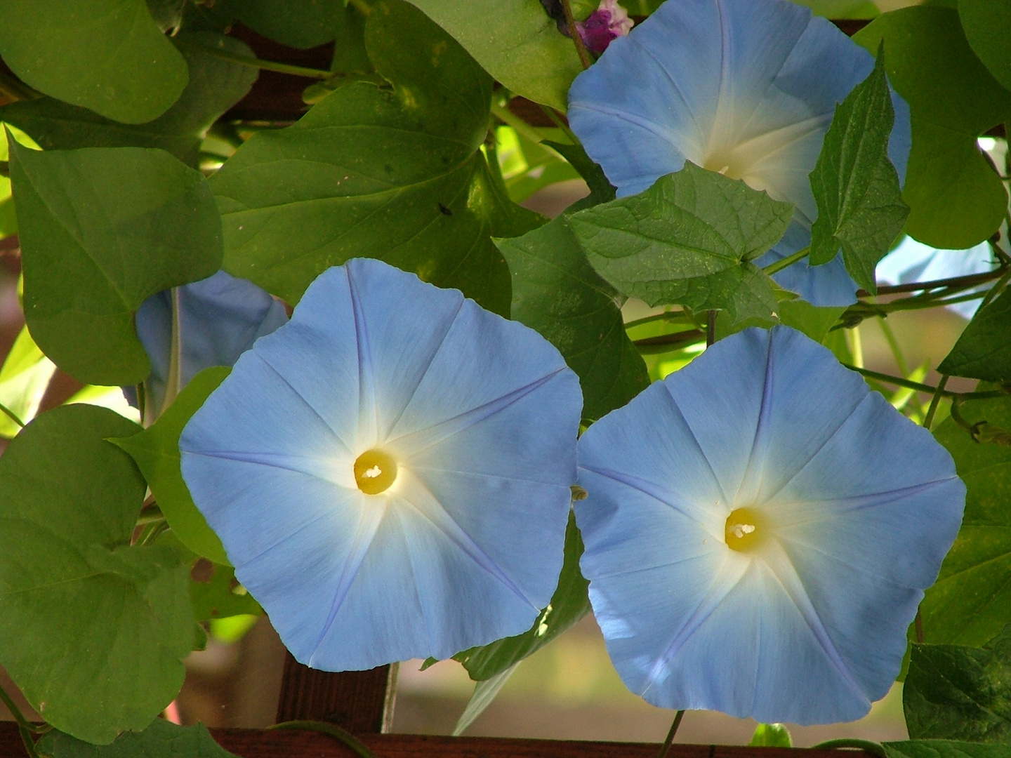 Prunkwinde Foto & Bild | pflanzen, pilze & flechten, macros, natur ...