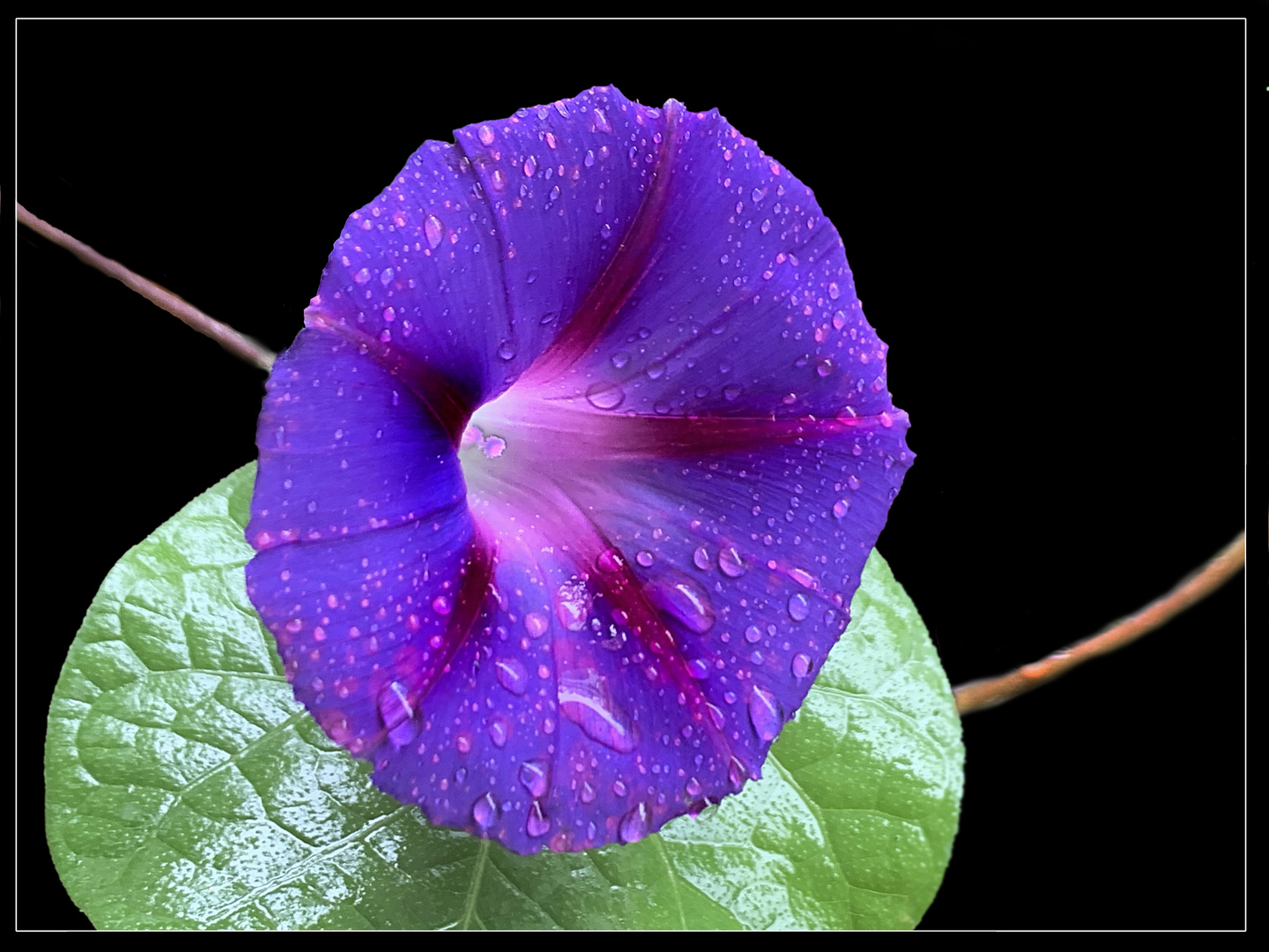 Prunkwinde ( Ipomoea) Foto & Bild | nature, makro, blumen Bilder auf ...