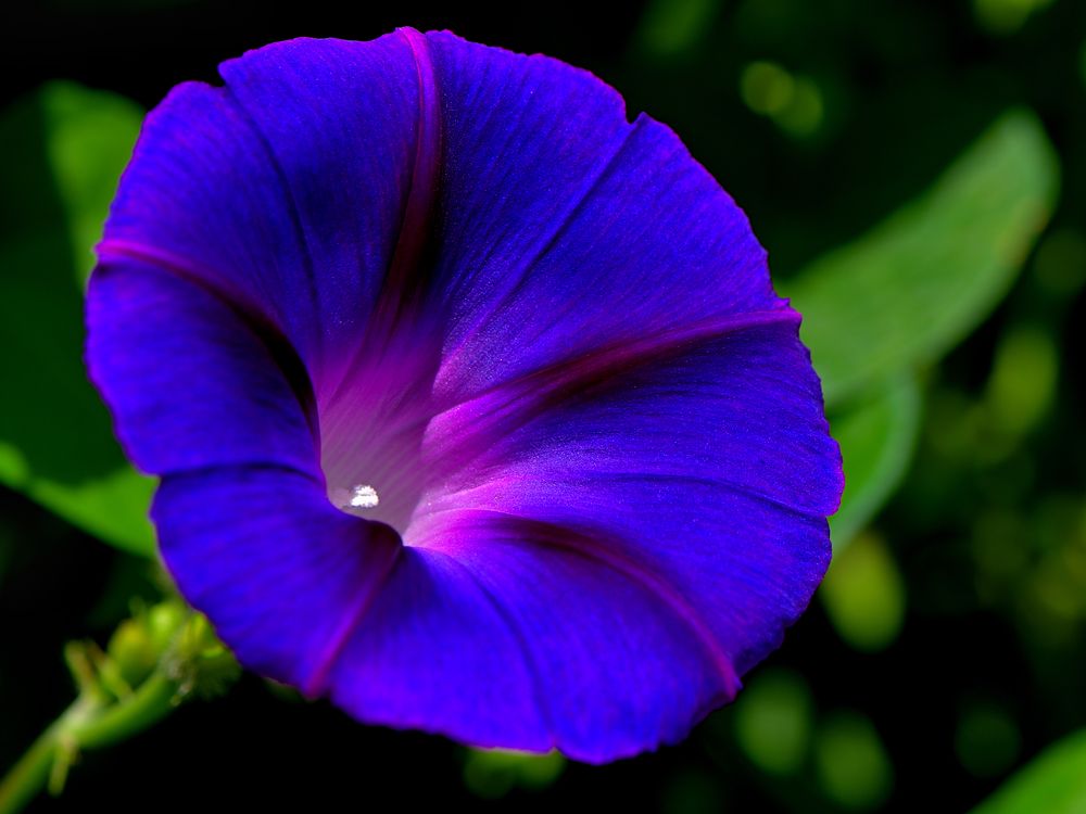 Prunkwinde Morning Glory Foto & Bild | pflanzen, pilze & flechten ...