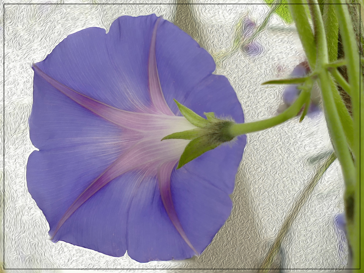 Prunkwinde V Foto & Bild | macro , spezial, natur Bilder auf fotocommunity