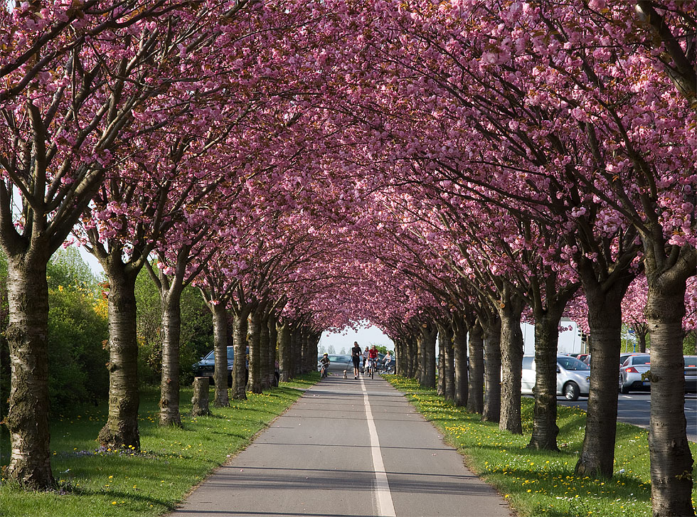 Prunus serrulata... Foto & Bild | deutschland, europe, sachsen- anhalt ...