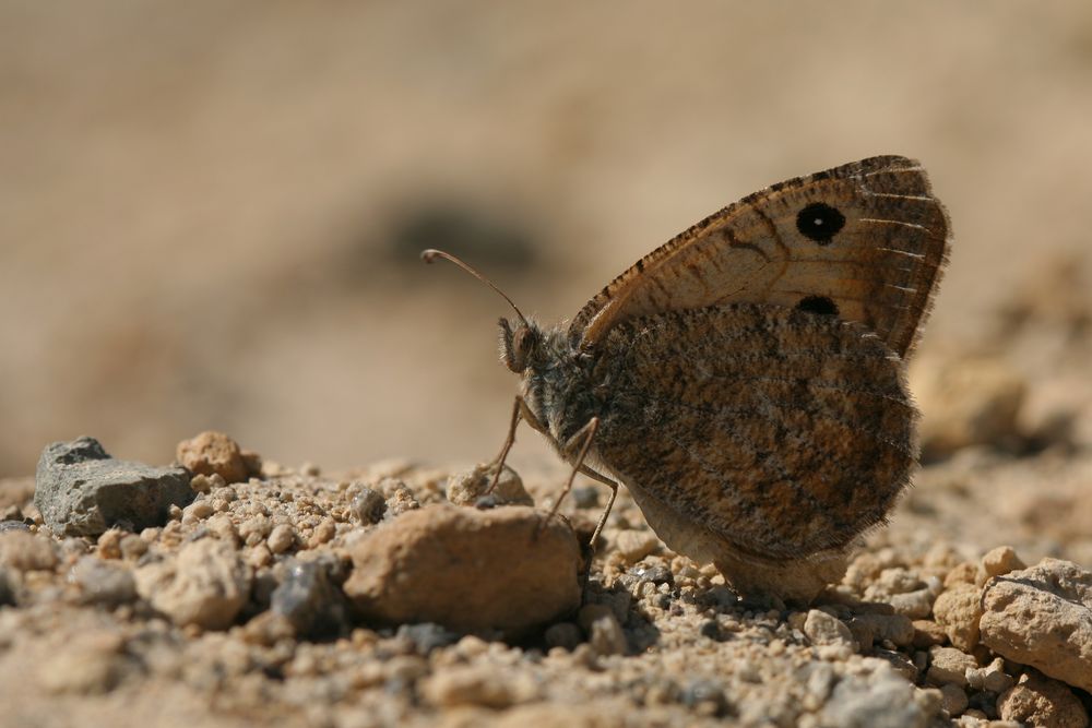 Pseudochazara beroe , Freyer's Tawny Rockbrown Foto & Bild | tiere ...