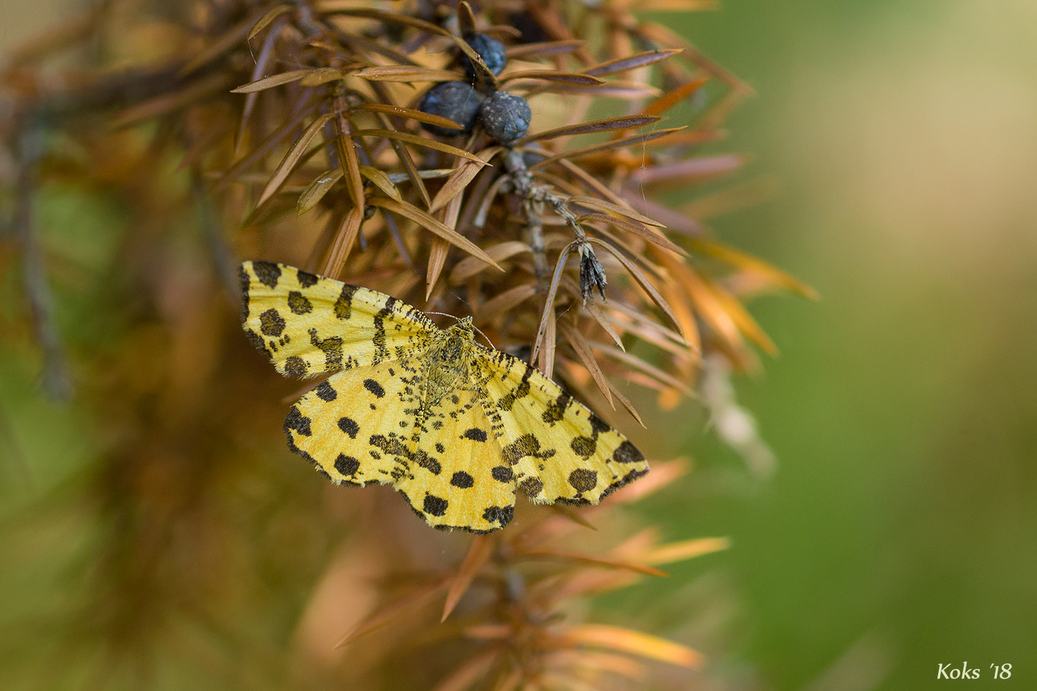 Pseudopanthera macularia Foto & Bild | makro, natur, nachtfalter Bilder ...