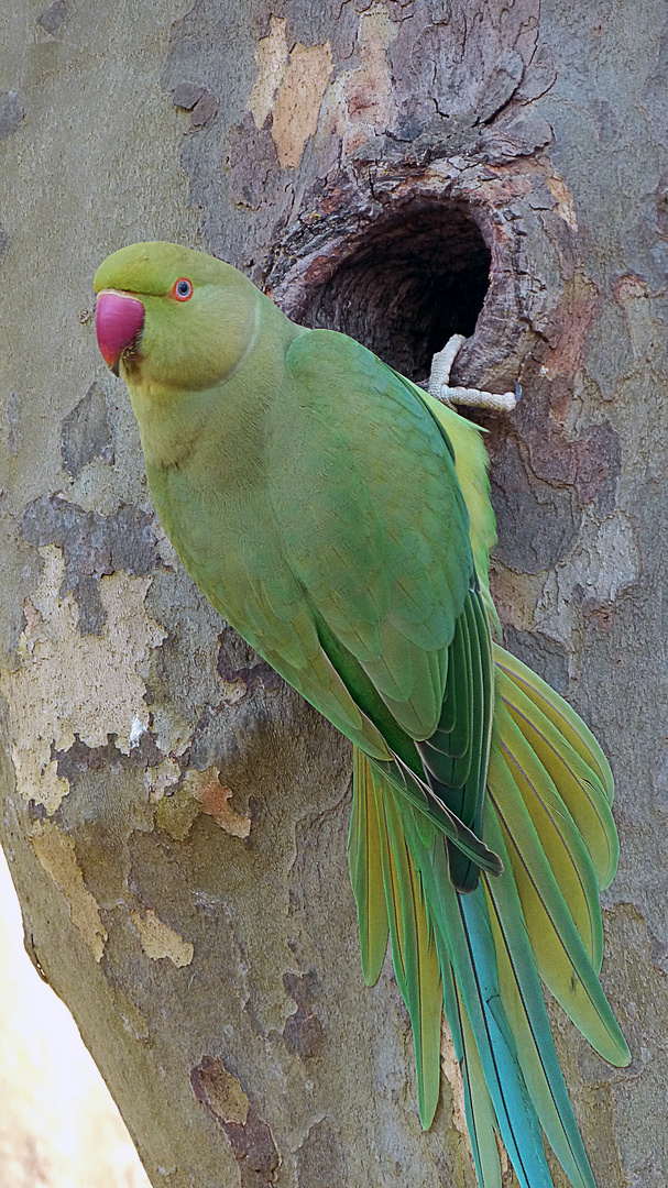 Psittacula krameri Foto & Bild | tiere, haustiere, vögel Bilder auf ...
