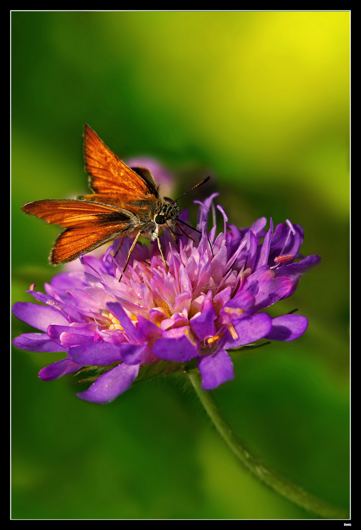 ...Psychédélique... photo et image | macro nature, macro insectes ...