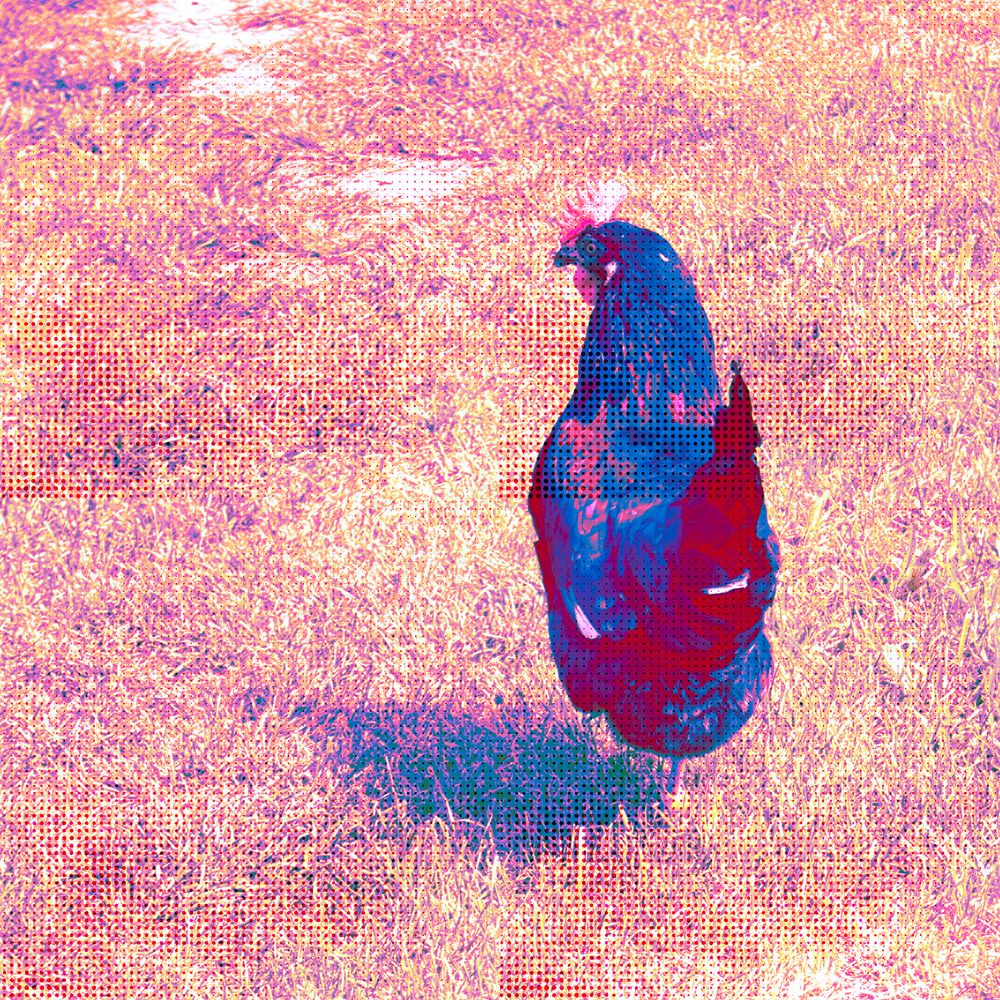 Psycho Chicken Foto & Bild | fotokunst, natur-kreativ ...