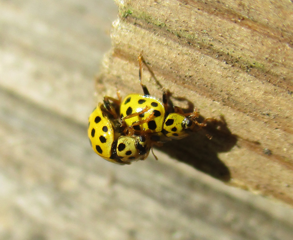 Psyllobora vigintiduopunctata - 22 Punkt Foto & Bild | insekten, natur, tiere Bilder auf ...