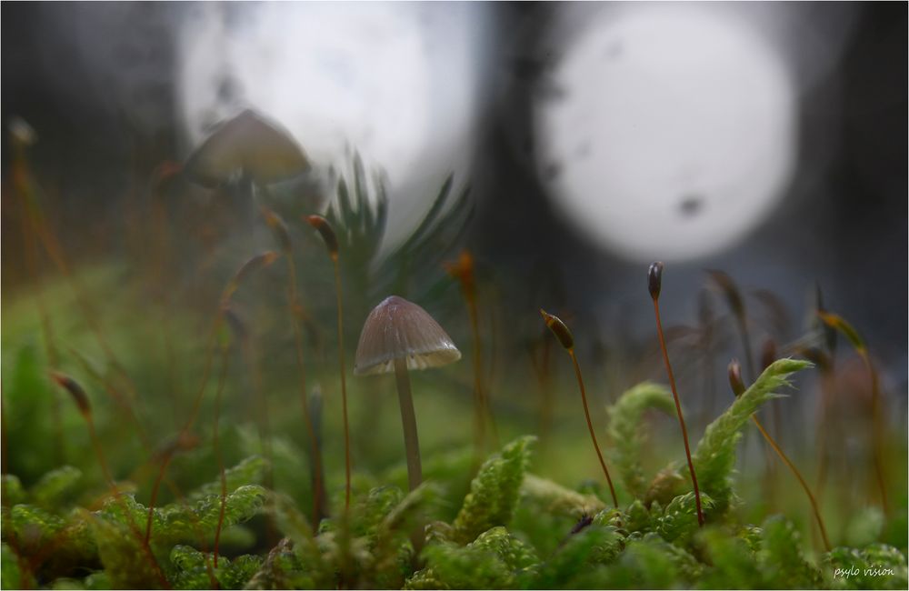 *psylo-vision* Foto & Bild | wald, grün, licht Bilder auf fotocommunity