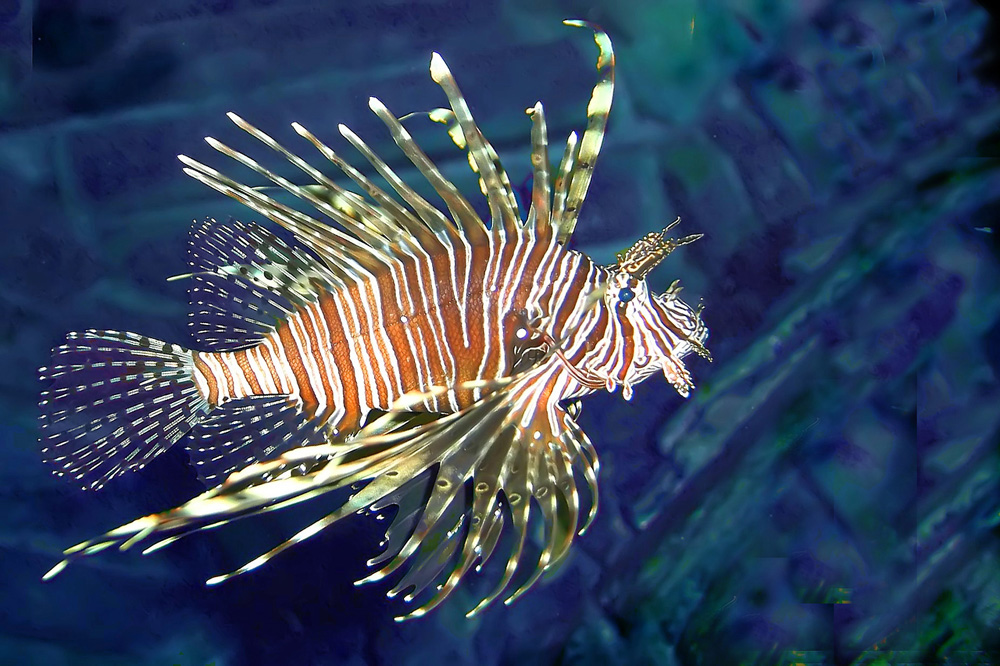 Pterois volitans - Rotfeuerfisch Foto & Bild | tiere, haustiere ...