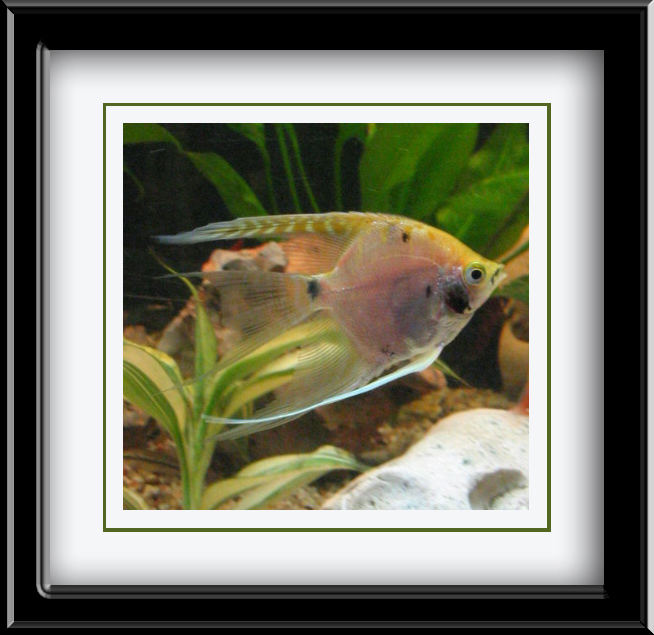 Pterophyllum scalare - Segelflosser, Skalar Foto & Bild | tiere ...