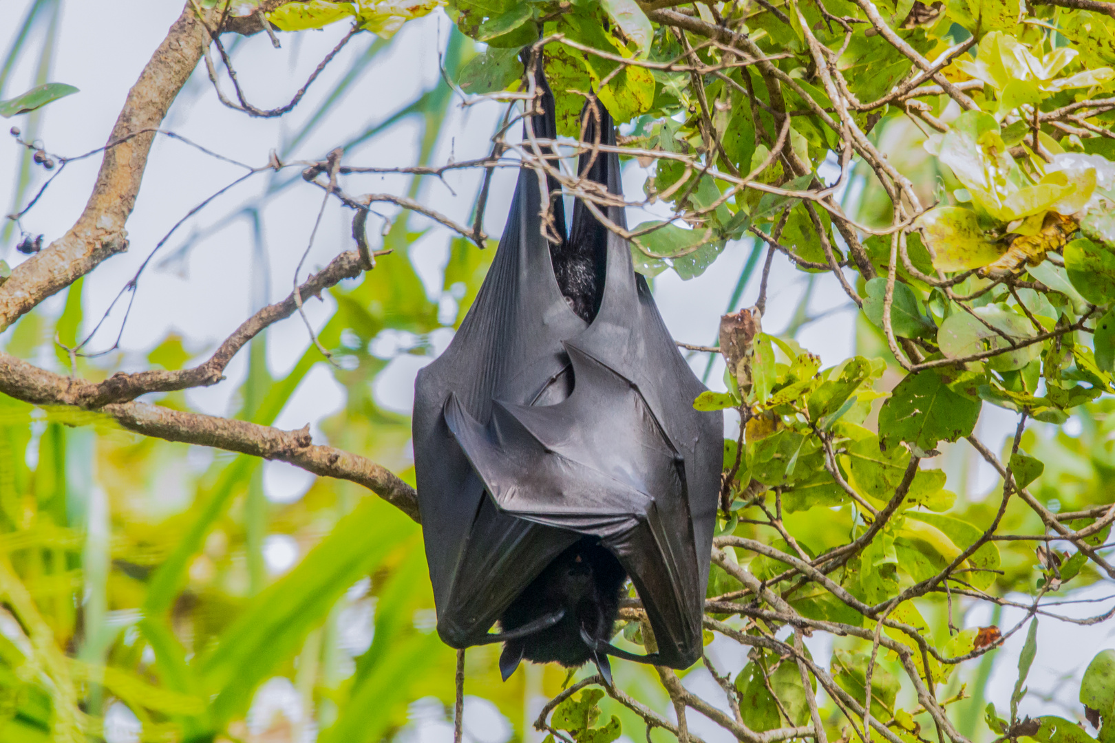 Pteropus alecto Foto & Bild | australia, nature, world Bilder auf ...
