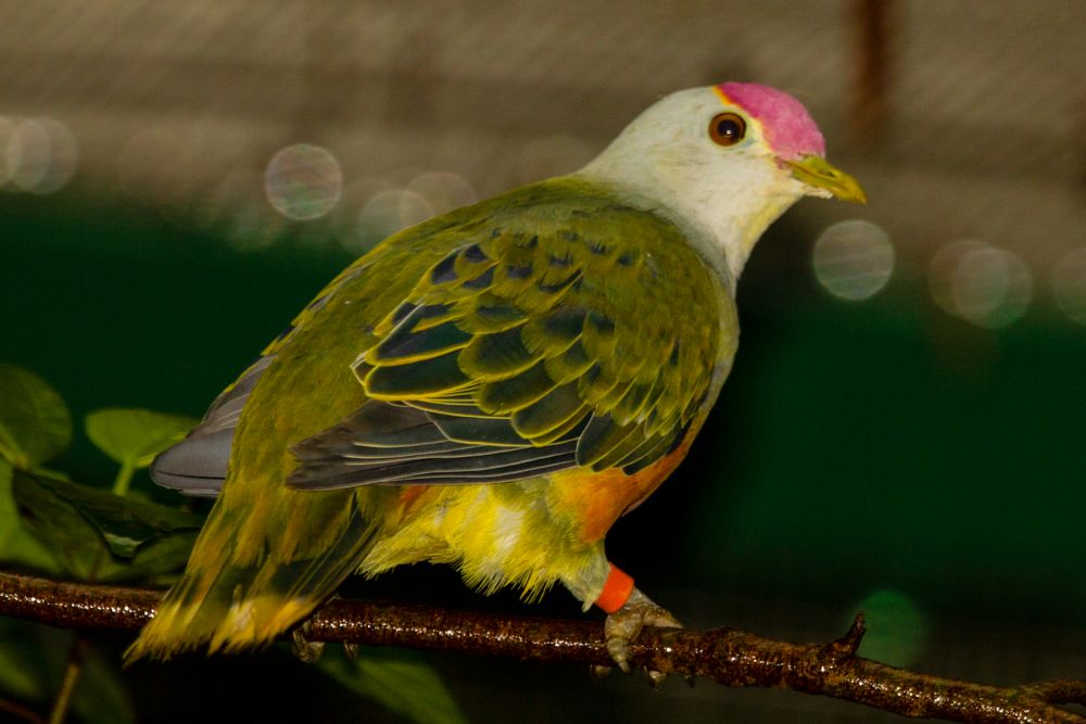 Ptilinopus regina Foto & Bild | australia, nature, world Bilder auf ...