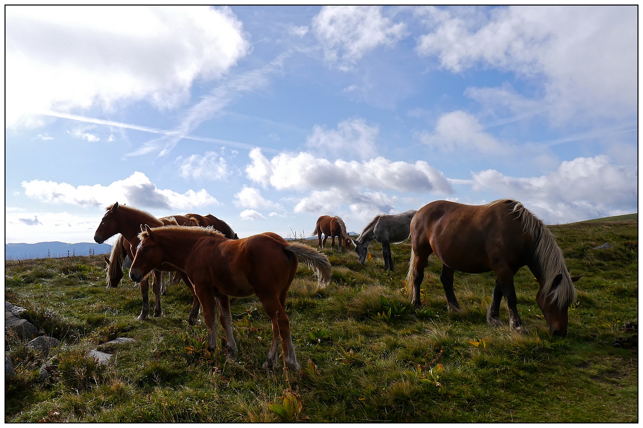 Pâturage photo et image | natur, elsass, alsace Images fotocommunity