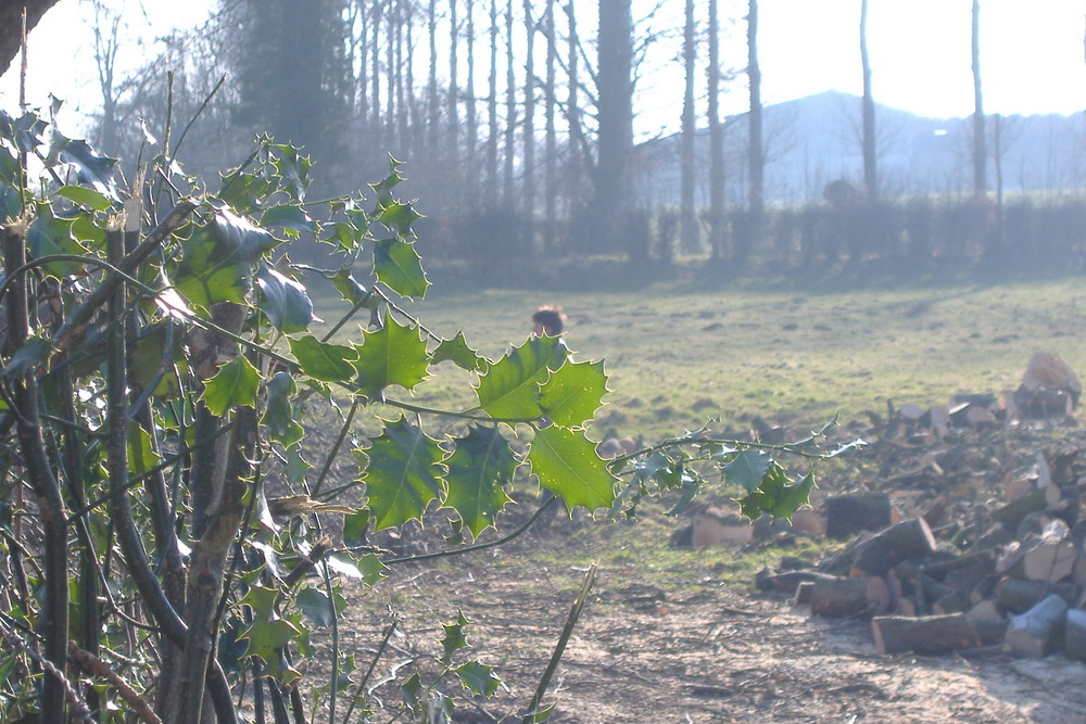 Pâture photo et image | divers, la nature simplement, nature Images ...