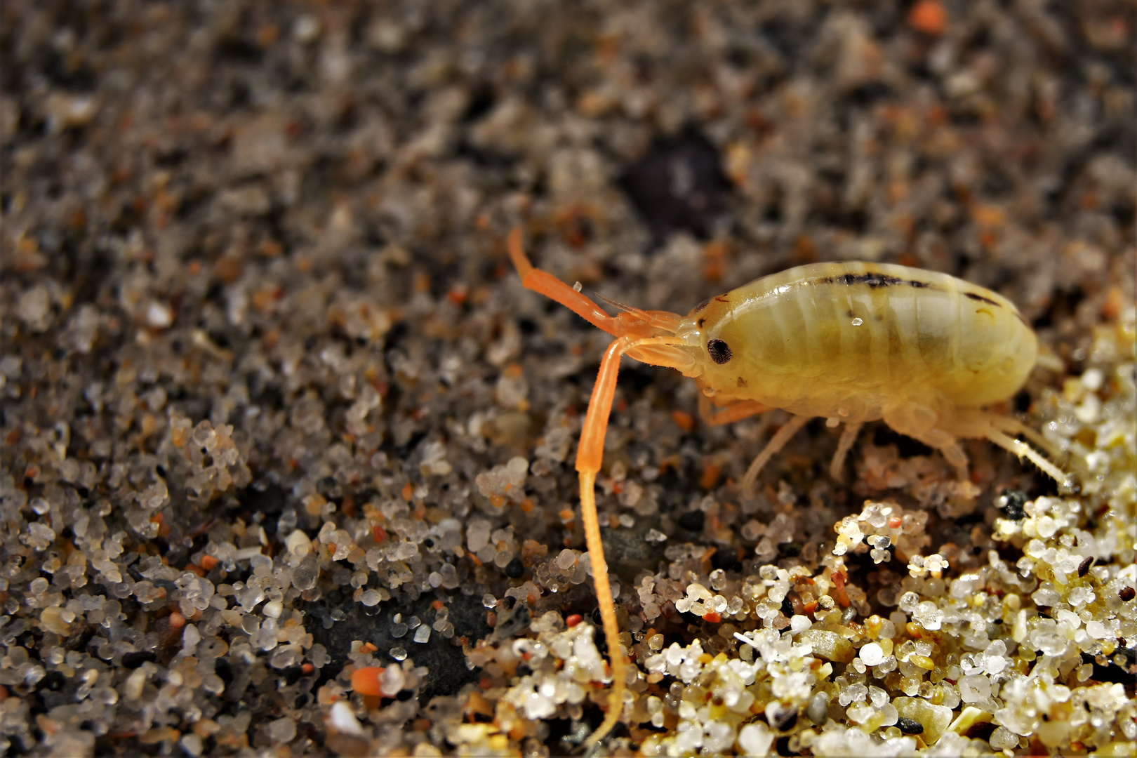 puce de sable photo et image | france, nature, spezial Images fotocommunity