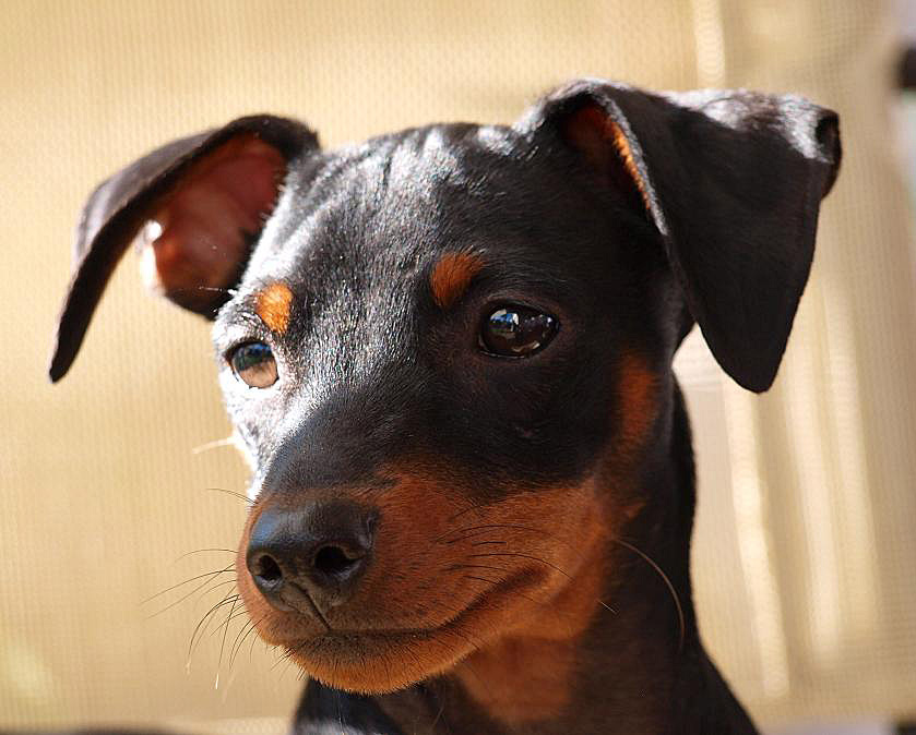 Puck Foto & Bild | tiere, haustiere, hunde Bilder auf fotocommunity