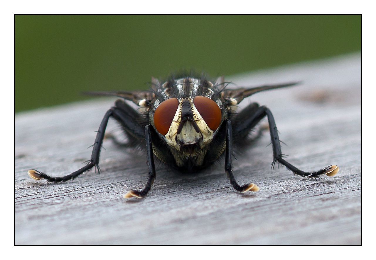 Puck die Fliege Foto & Bild | tiere, wildlife, insekten Bilder auf ...