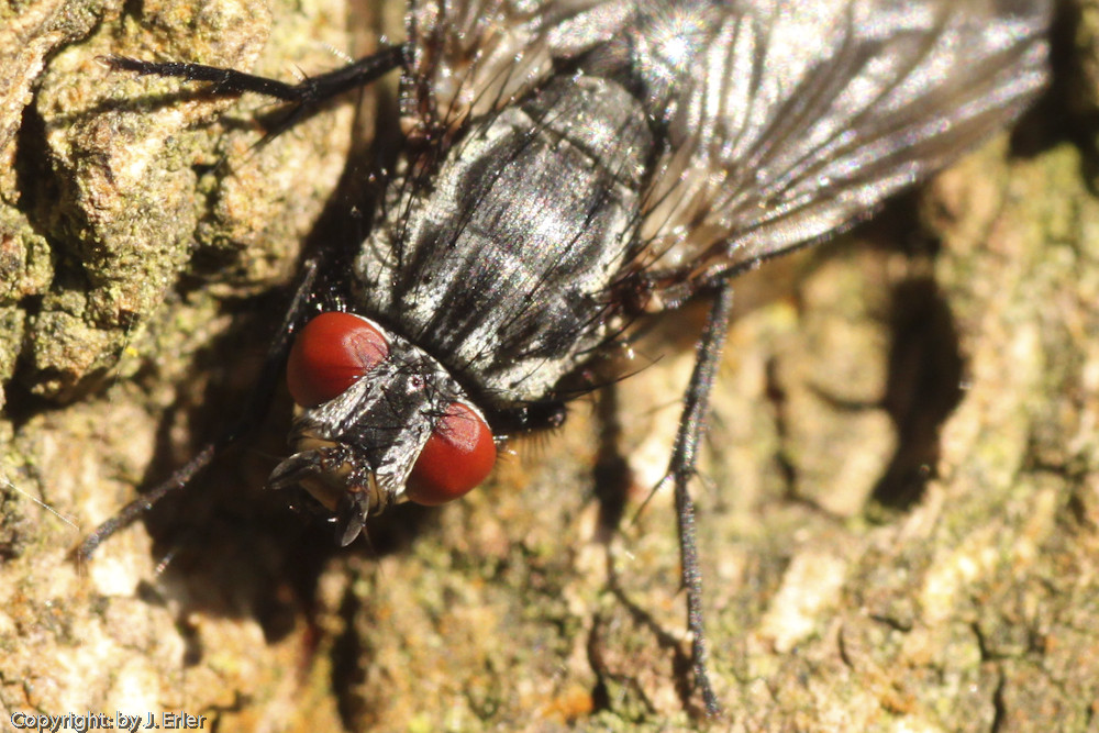 Puck, die Stubenfliege Foto & Bild | tiere, wildlife, insekten Bilder ...