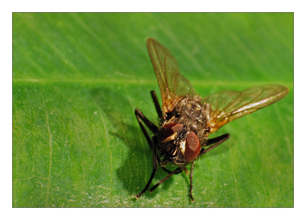 PUCK die stubenfliege Foto & Bild | tiere, wildlife, insekten Bilder ...