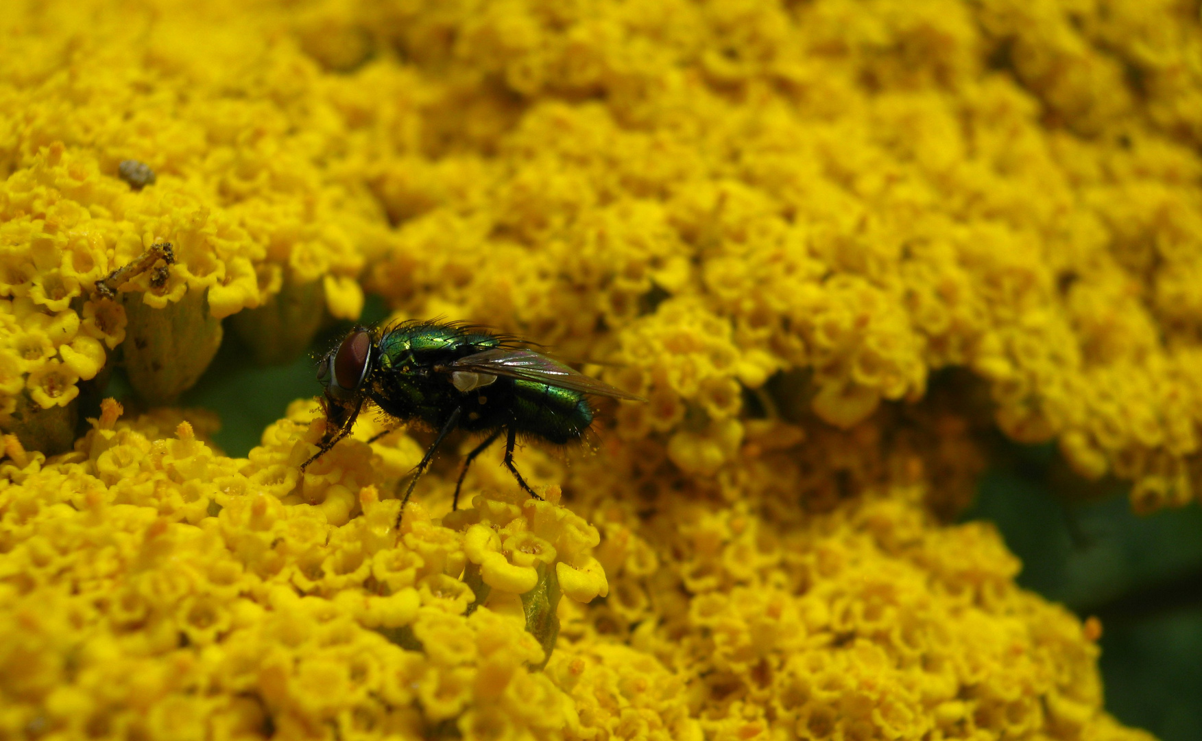 Puck die "Stubenfliege" Foto & Bild | tiere, wildlife, insekten Bilder ...