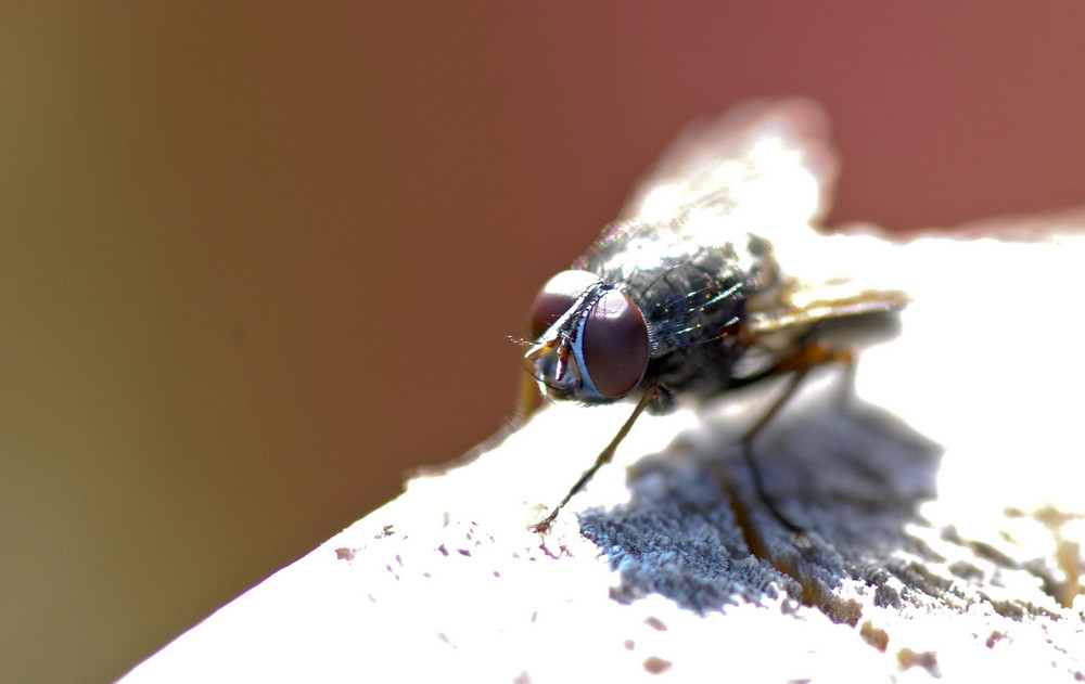 Puck die Stubenfliege Foto & Bild | tiere, wildlife, insekten Bilder ...