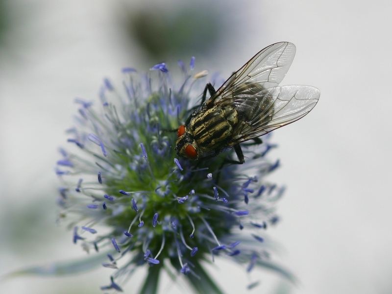 puck die stubenfliege Foto & Bild | tiere, wildlife, insekten Bilder ...