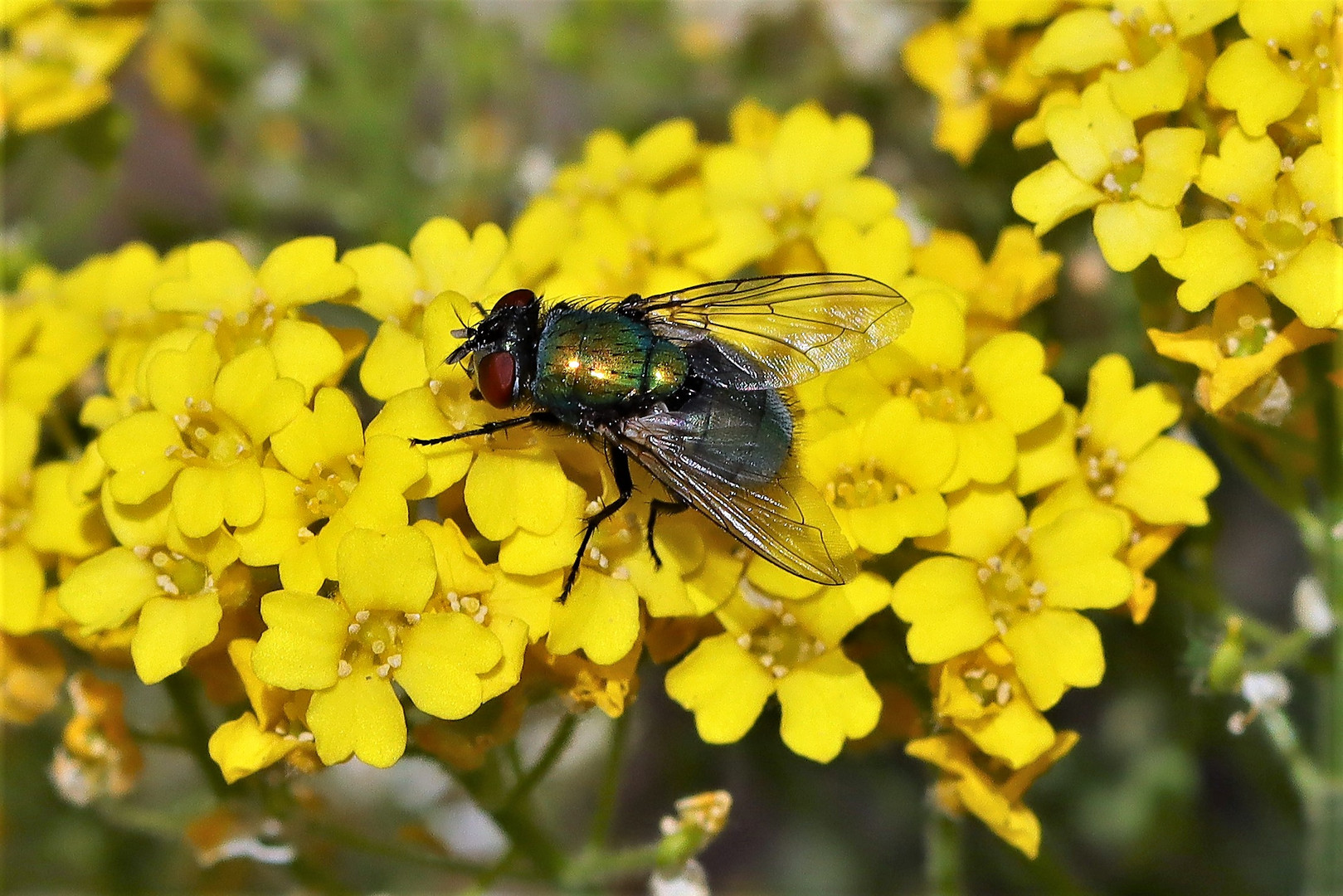 Puck die Stubenfliege Foto & Bild | tiere, wildlife, insekten Bilder ...