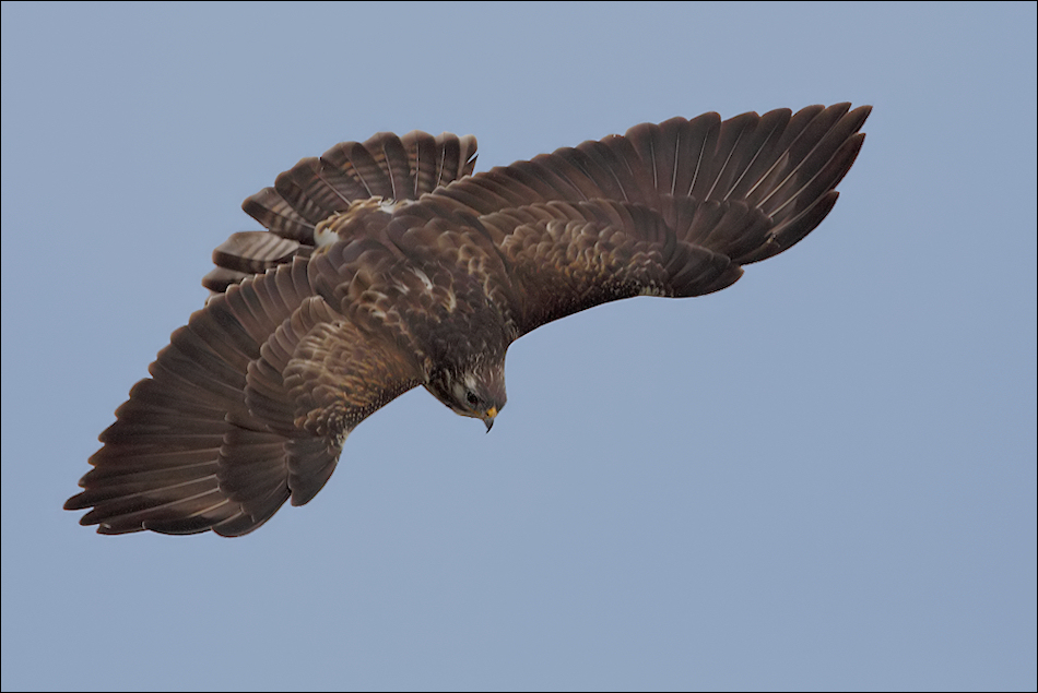 Pucki Foto & Bild | tiere, wildlife, wild lebende vögel Bilder auf ...