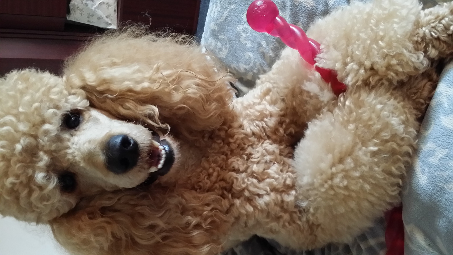 Pudel Foto & Bild | haustiere, natur Bilder auf fotocommunity