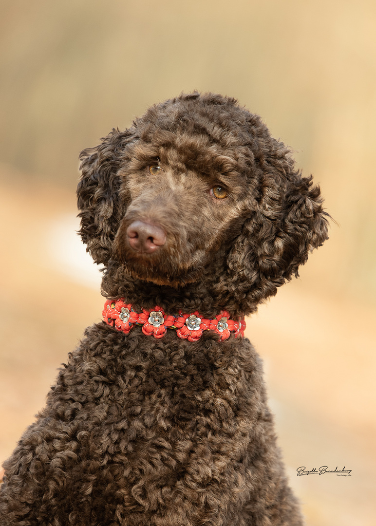 Pudel Portrait Foto & Bild | natur, tiere, haustiere Bilder auf ...
