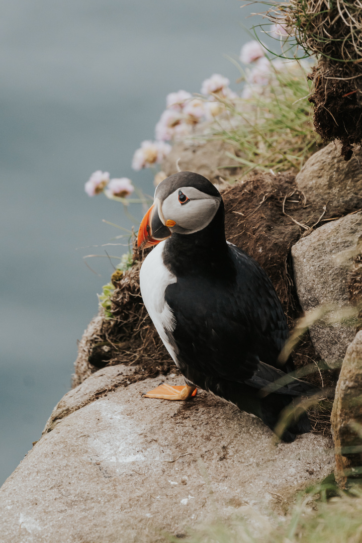 Puffin Foto & Bild | monatswettbewerbe natur, foto des jahres 22 ...