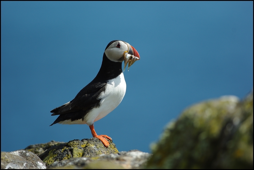 Puffin Foto & Bild | tiere, wildlife, wild lebende vögel Bilder auf ...