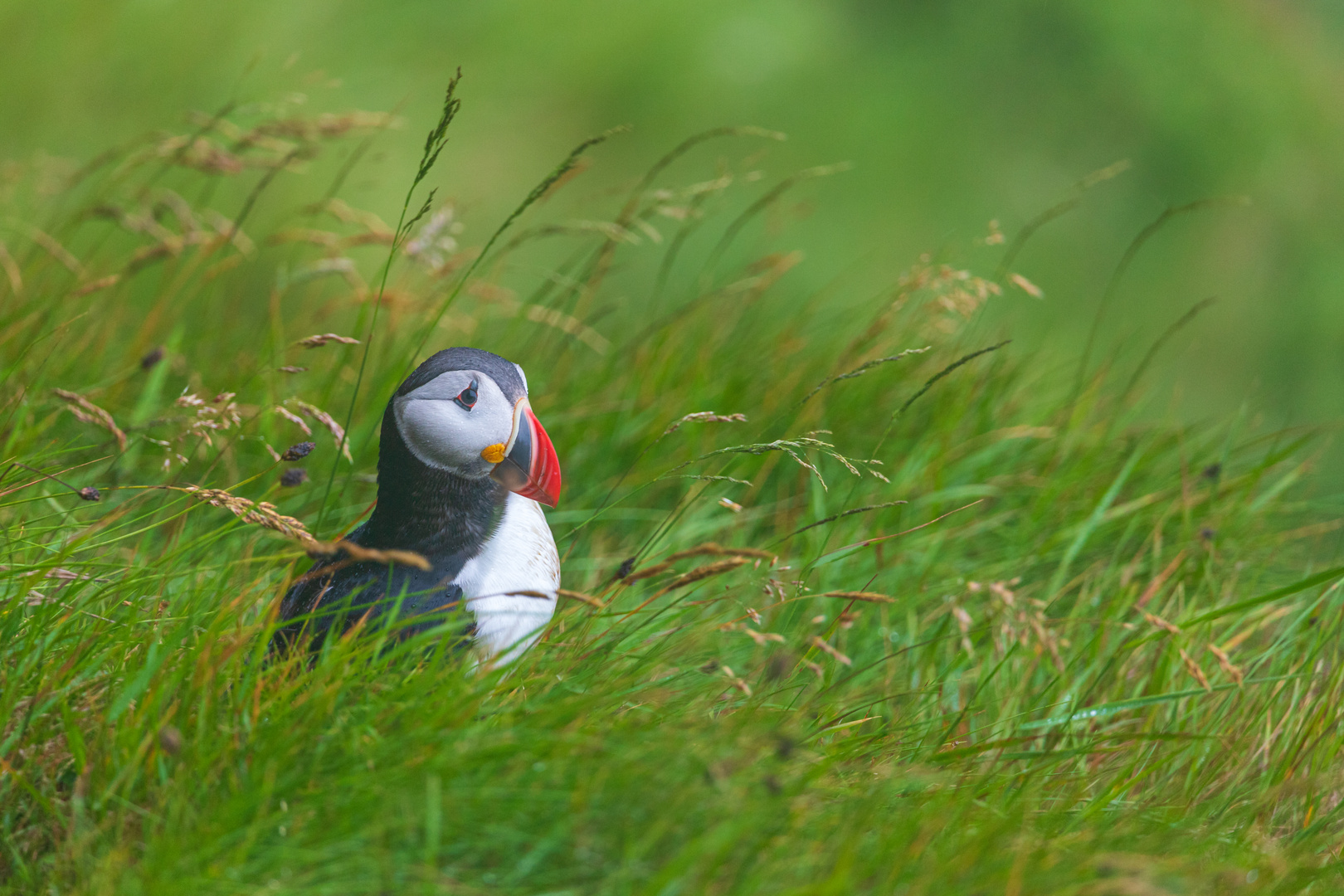 Puffin Foto & Bild | world, wiese, natur Bilder auf fotocommunity
