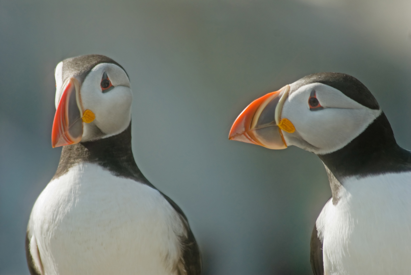 Puffin in love Foto & Bild | tiere, fauna , papageitaucher Bilder auf ...