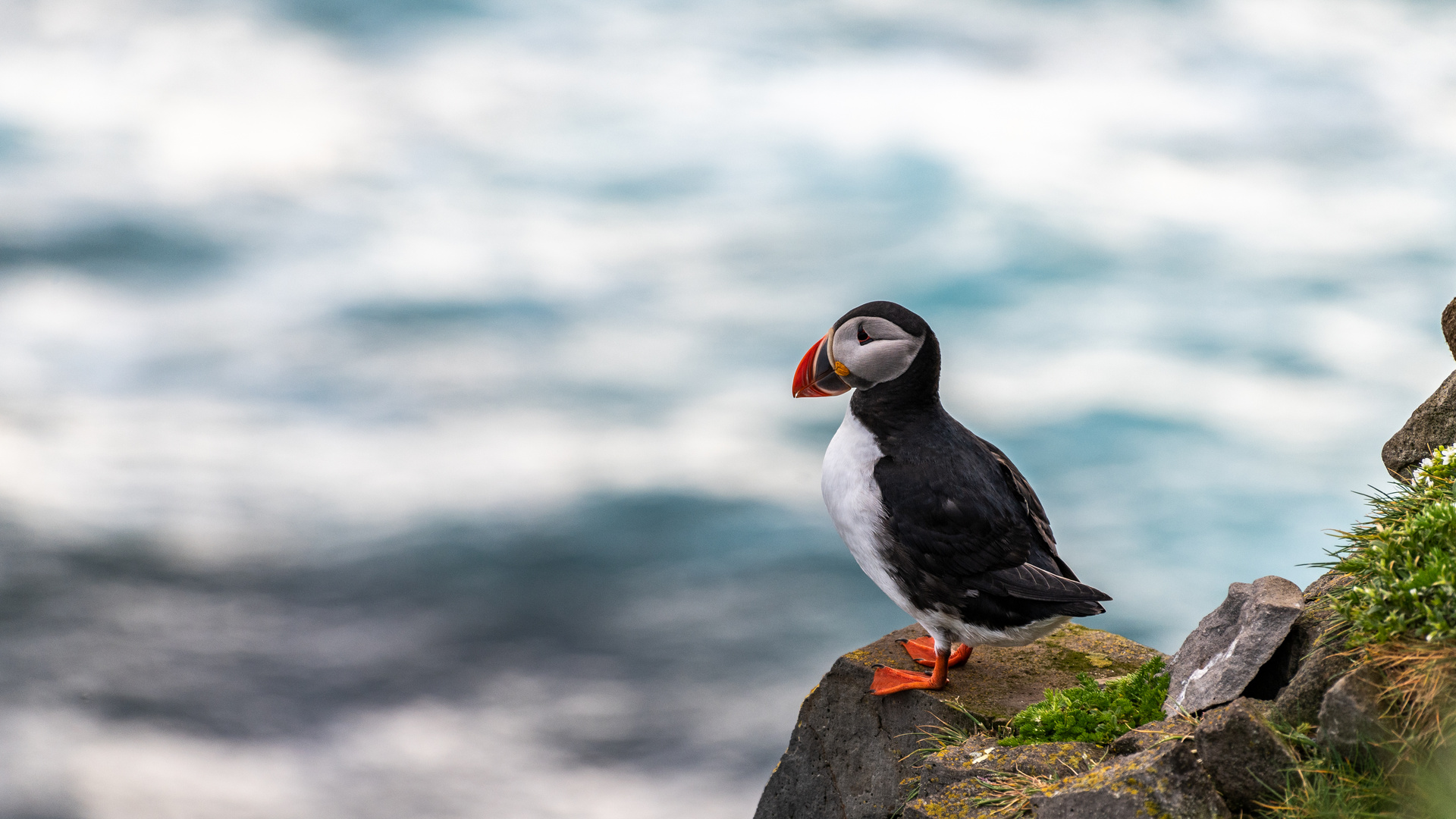 Puffin (Island) Foto & Bild | europe, scandinavia, iceland Bilder auf ...