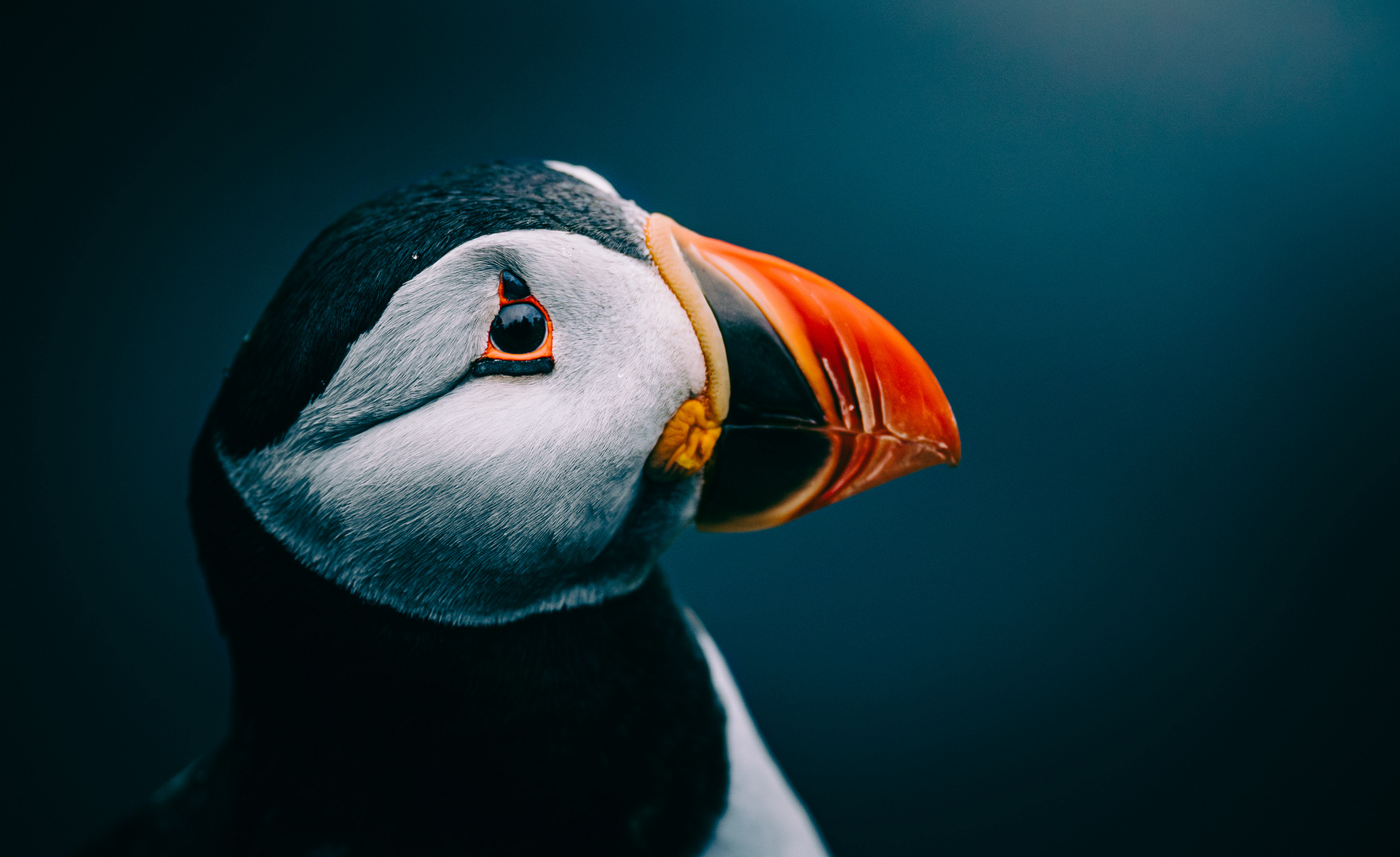 Puffin Portrait Foto & Bild | tiere, wildlife, wild lebende vögel ...
