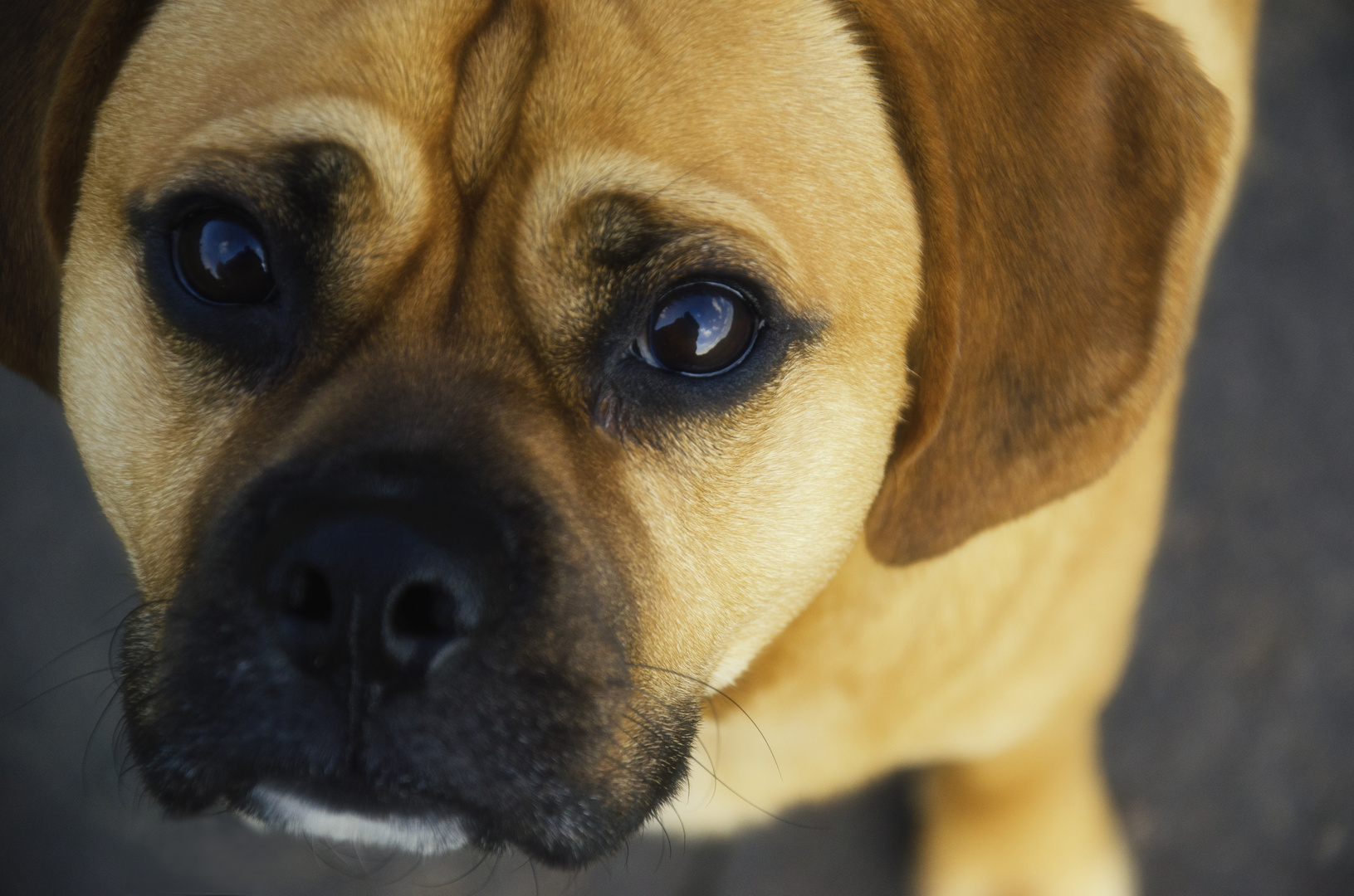 Puggle Henri Close up Color Foto & Bild | tiere, tierdetails, portrait ...