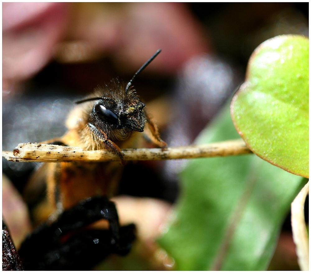 Puh!!! Foto & Bild | tiere, wildlife, insekten Bilder auf fotocommunity