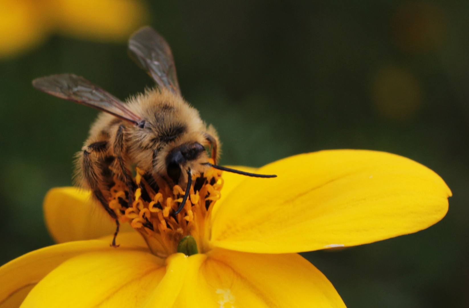 Puhh ... Foto & Bild | tiere, wildlife, insekten Bilder auf fotocommunity