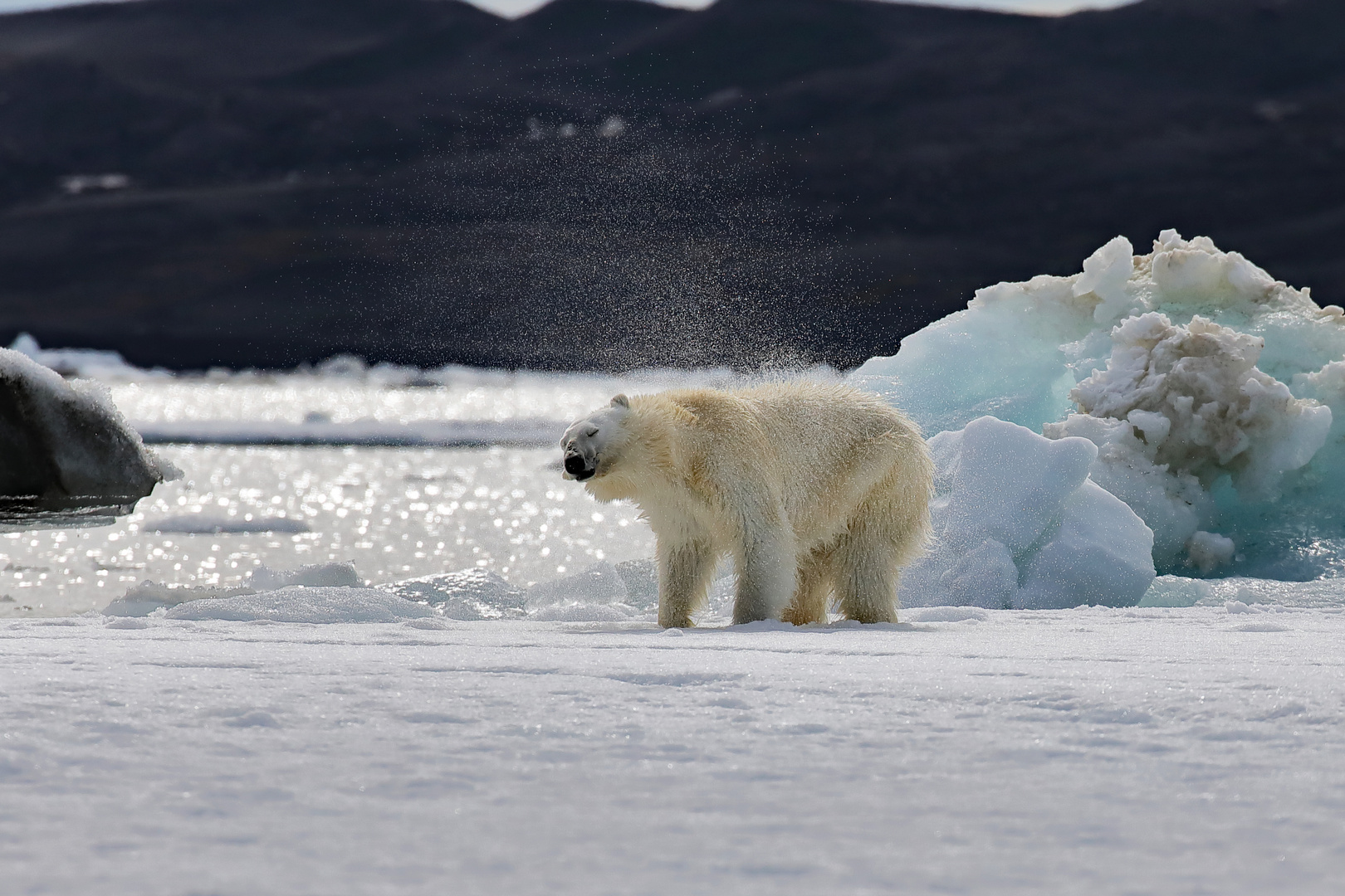 Puhh !! Das Wasser ist kalt Foto & Bild | natur, tiere, wildlife Bilder ...