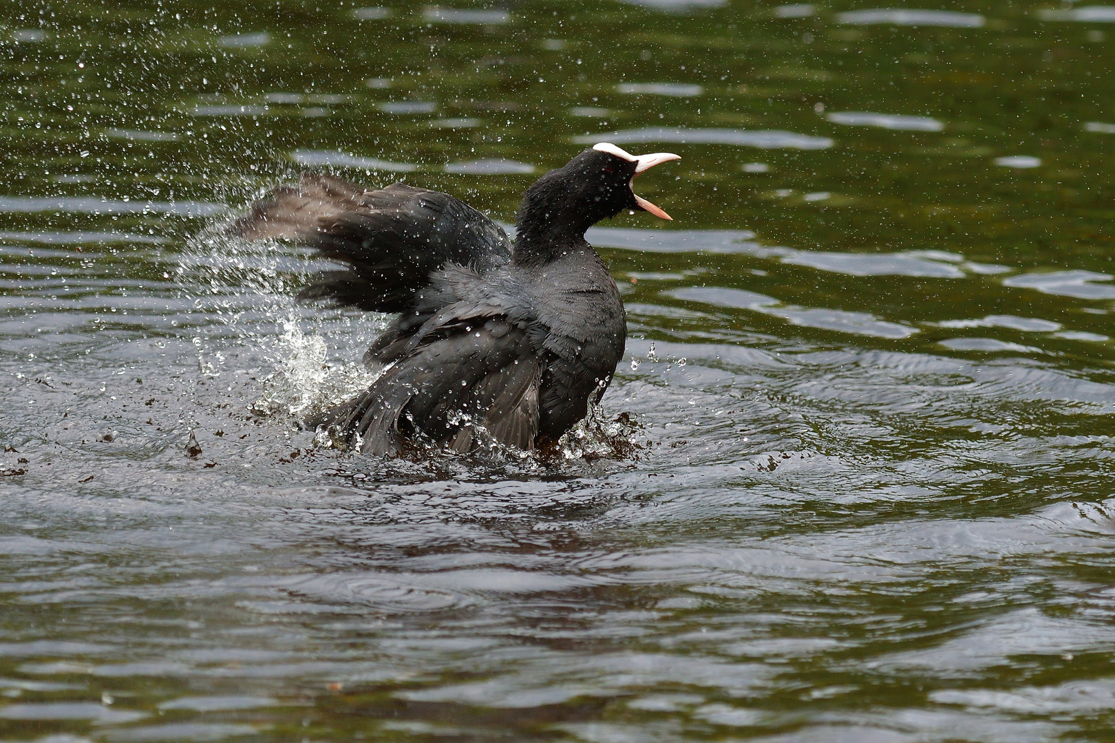 puhh ist das kalt Foto & Bild | tiere, wildlife, wild lebende vögel ...