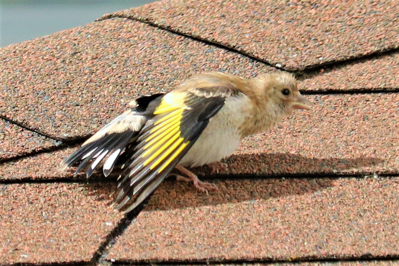 Puhh ist mir warm Foto & Bild | tiere, tierkinder, outdoor Bilder auf ...