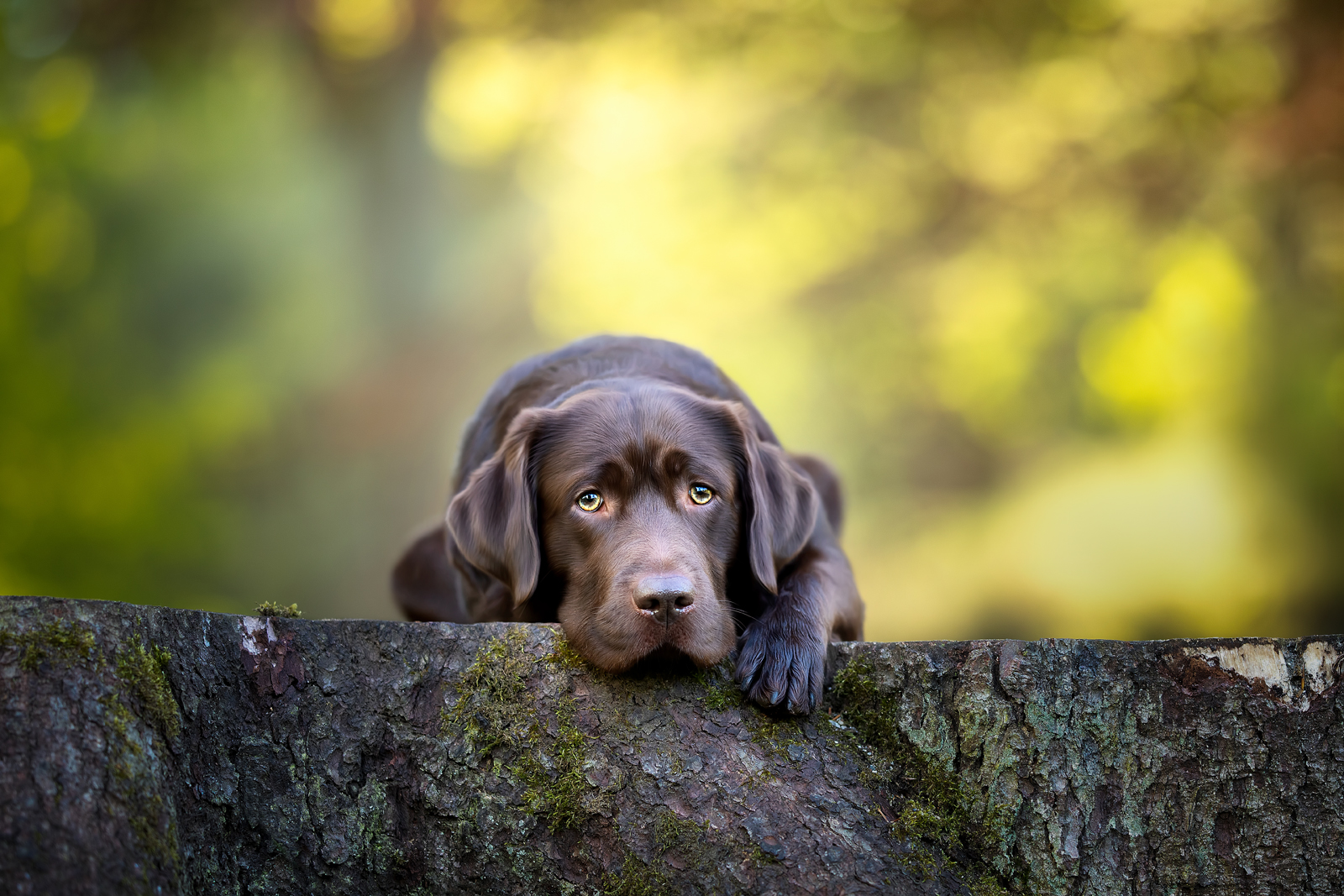 Puk Foto & Bild | tiere, haustiere, hunde Bilder auf fotocommunity