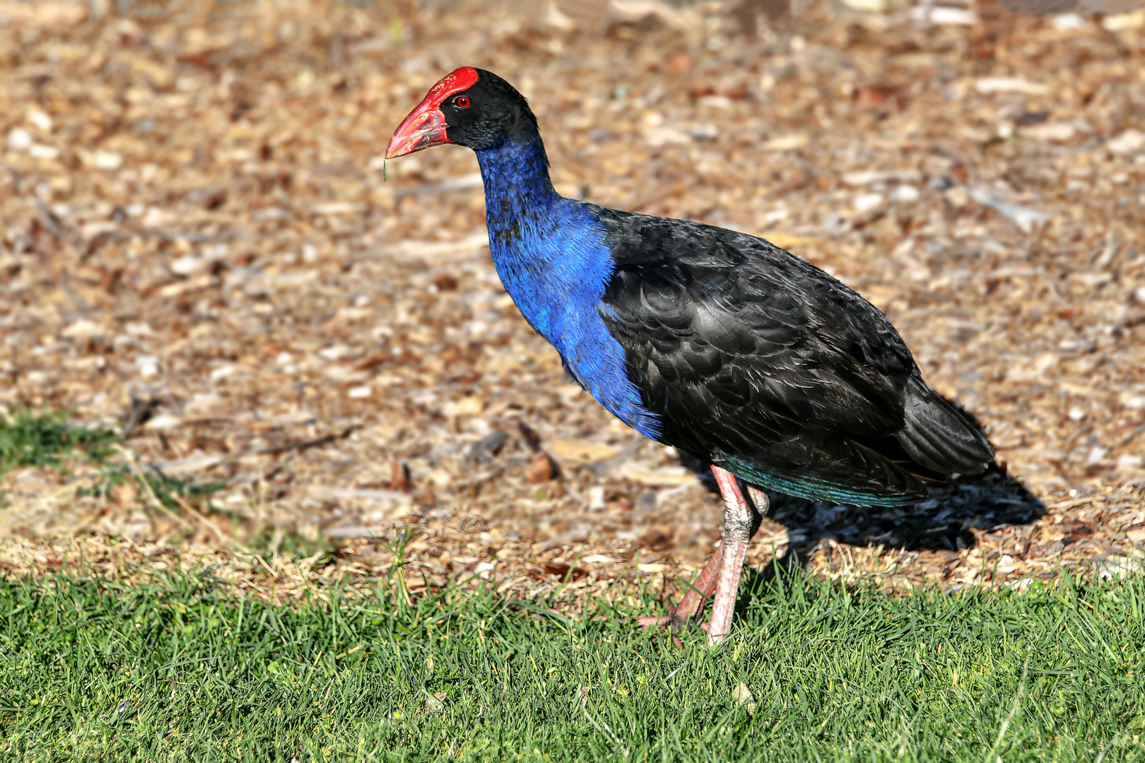 Pukeko Foto & Bild | australia & oceania, new zealand, tiere Bilder auf ...