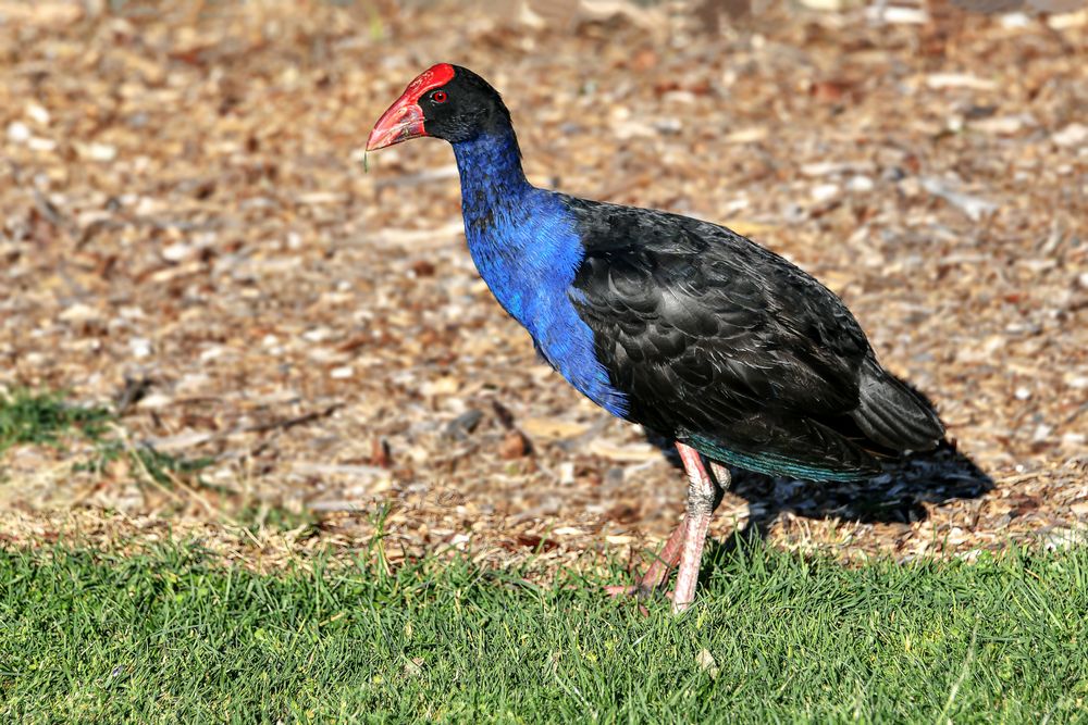 Pukeko Foto & Bild | australia & oceania, new zealand, tiere Bilder auf ...