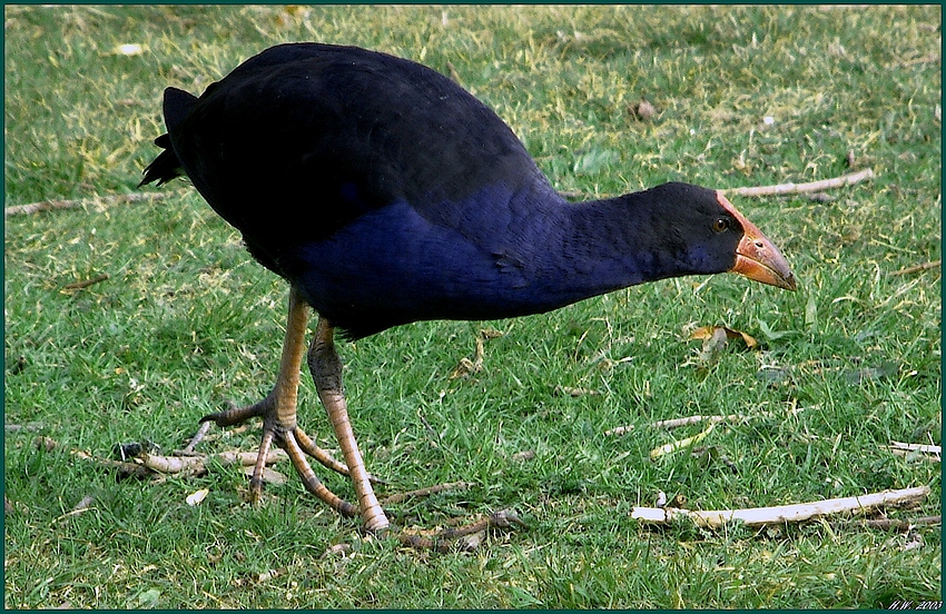Pukeko Foto & Bild | tiere, wildlife, wild lebende vögel Bilder auf ...