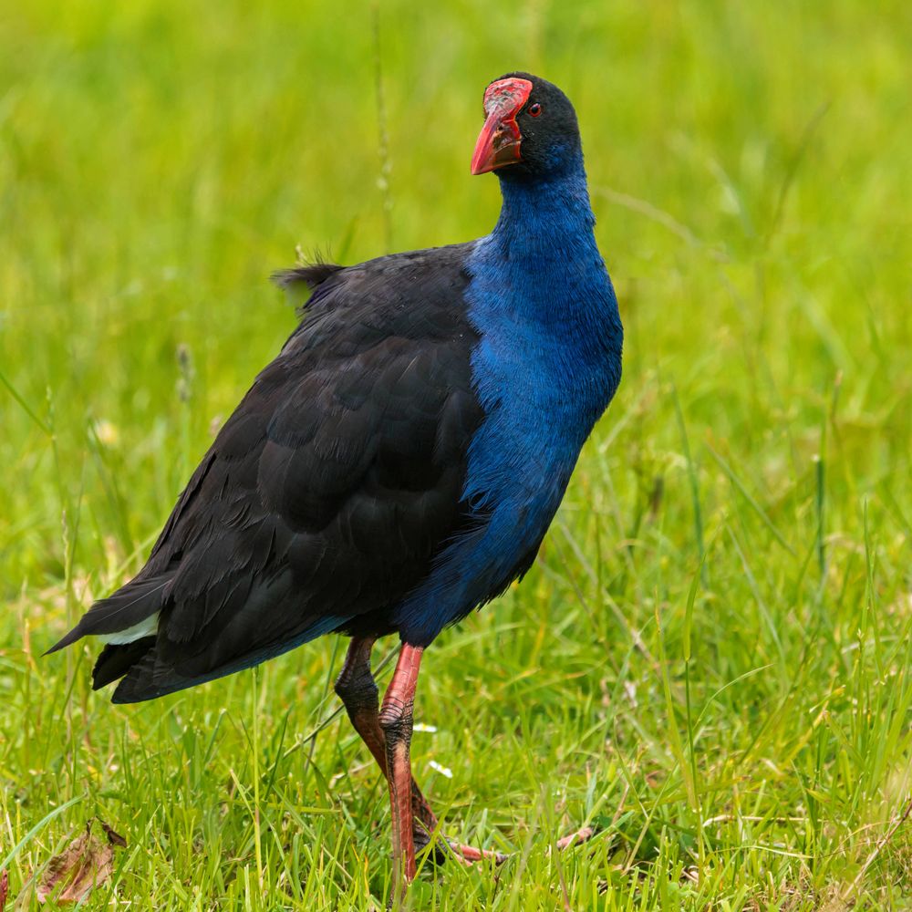 Pukeko Foto & Bild | australia & oceania, new zealand, tasman Bilder ...