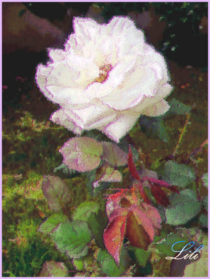 Pulcherrima rosa Foto % Immagini| natura Foto su fotocommunity